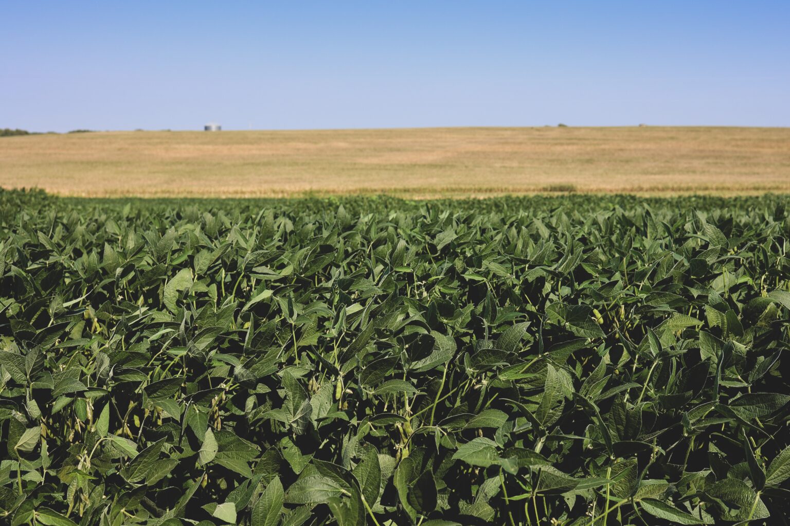 Providing White Label Input Financing backed by Farm Credit